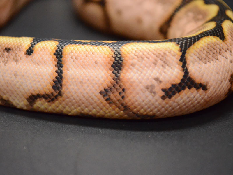 Morph List - World of Ball Pythons