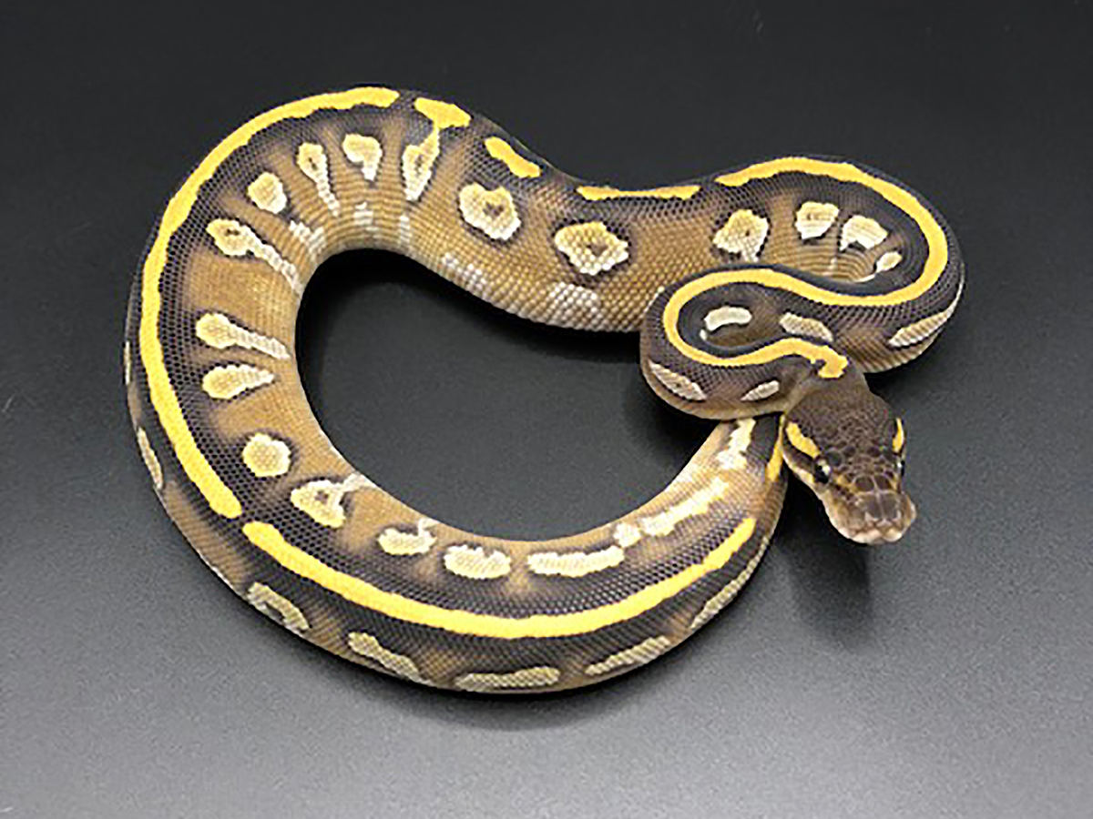 Morph List - World of Ball Pythons
