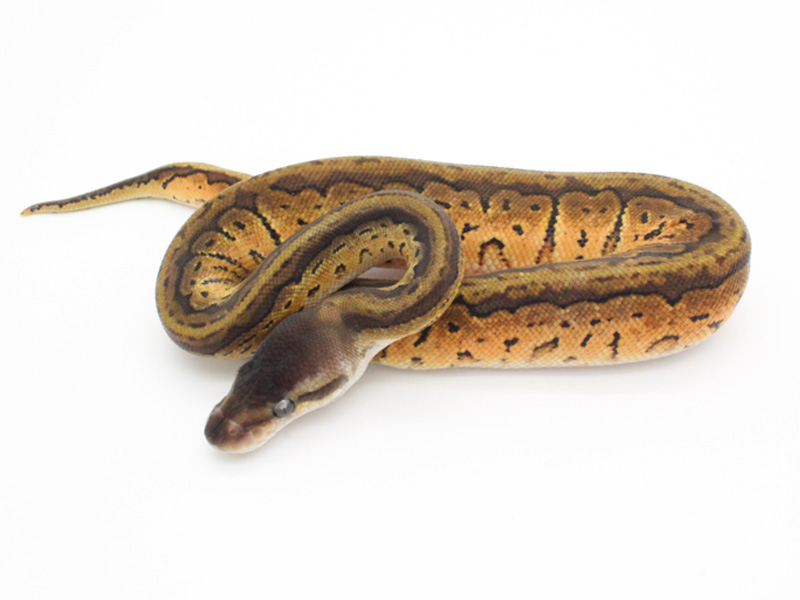 Morph List - World of Ball Pythons