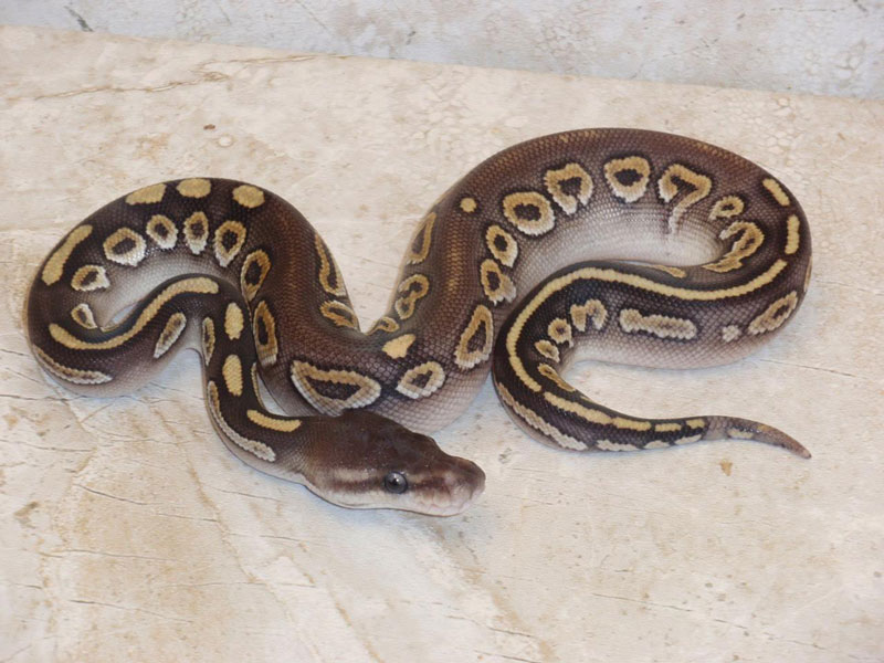 Morph List - World of Ball Pythons