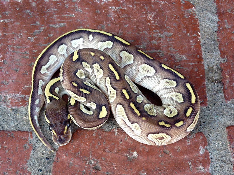 Morph List - World of Ball Pythons