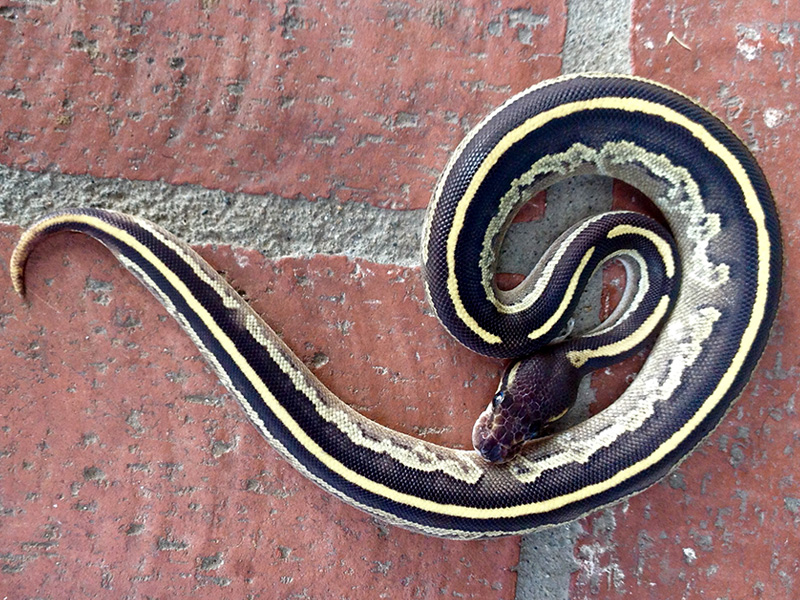 Morph List - World of Ball Pythons