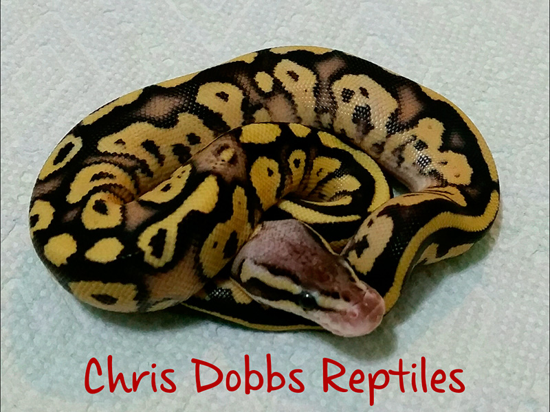 Morph List - World of Ball Pythons