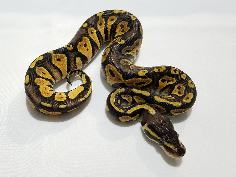 Morph List - World of Ball Pythons