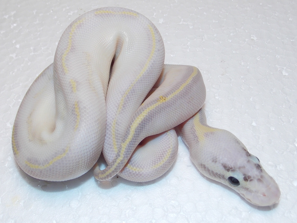 Morph List - World of Ball Pythons