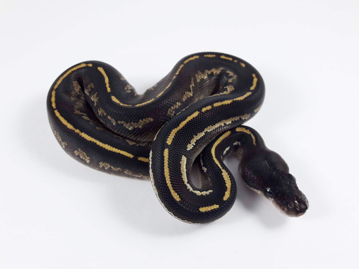 Morph List - World of Ball Pythons