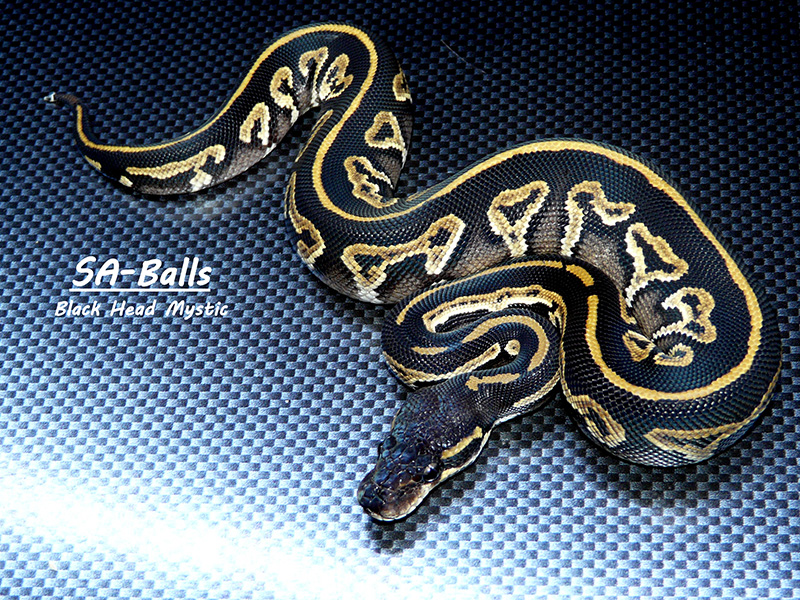 Morph List - World of Ball Pythons