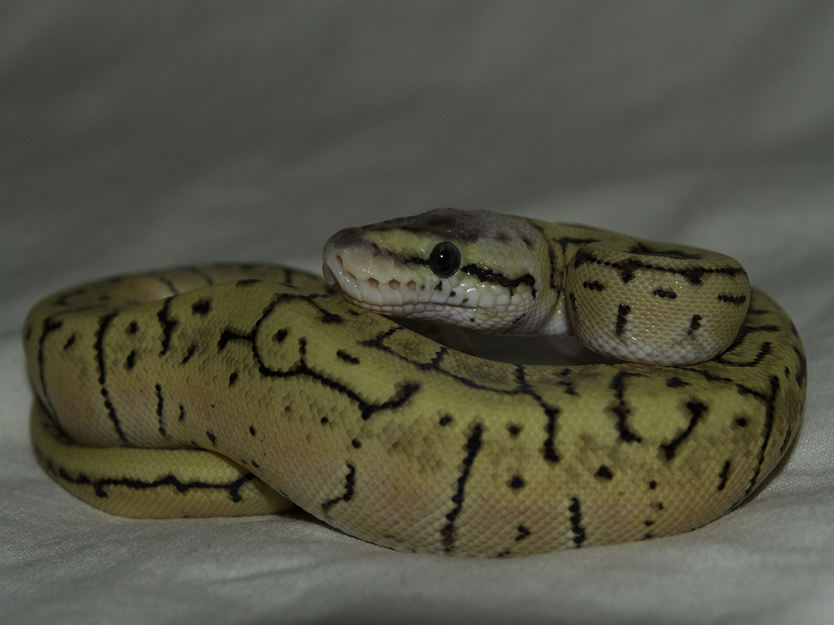 Morph List - World of Ball Pythons