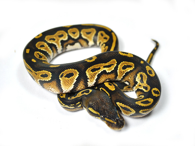Morph List - World of Ball Pythons