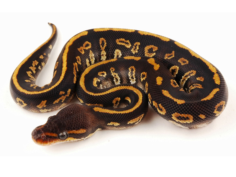 Morph List - World of Ball Pythons