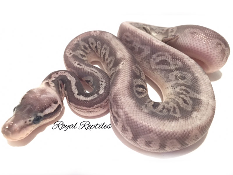 Morph List - World of Ball Pythons