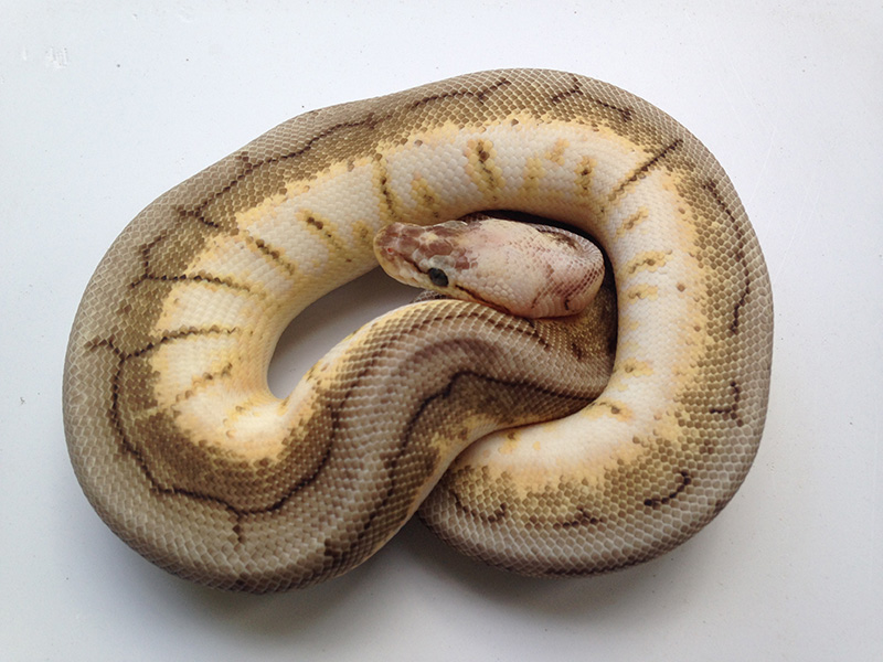 Morph List - World of Ball Pythons