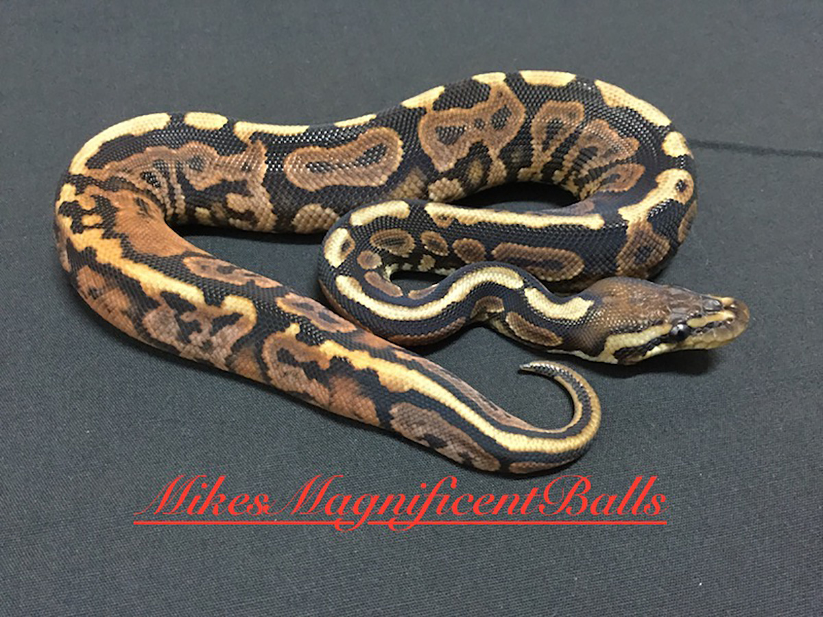 Morph List - World of Ball Pythons