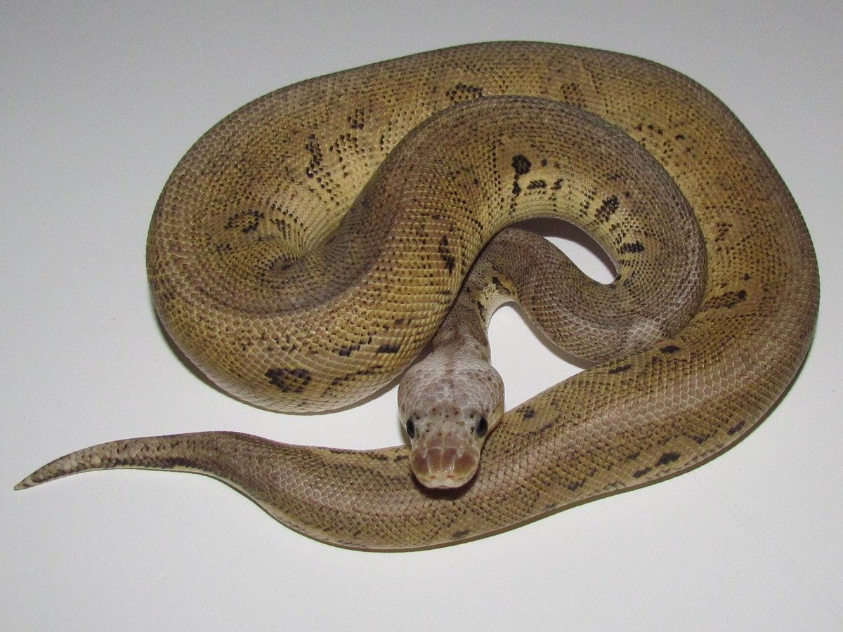 Morph List - World of Ball Pythons