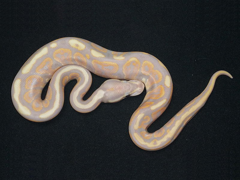Morph List - World of Ball Pythons