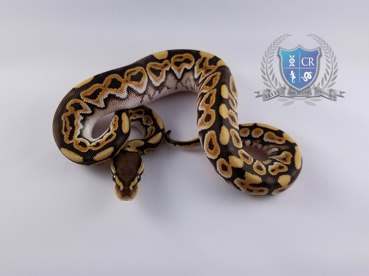 Morph List - World of Ball Pythons