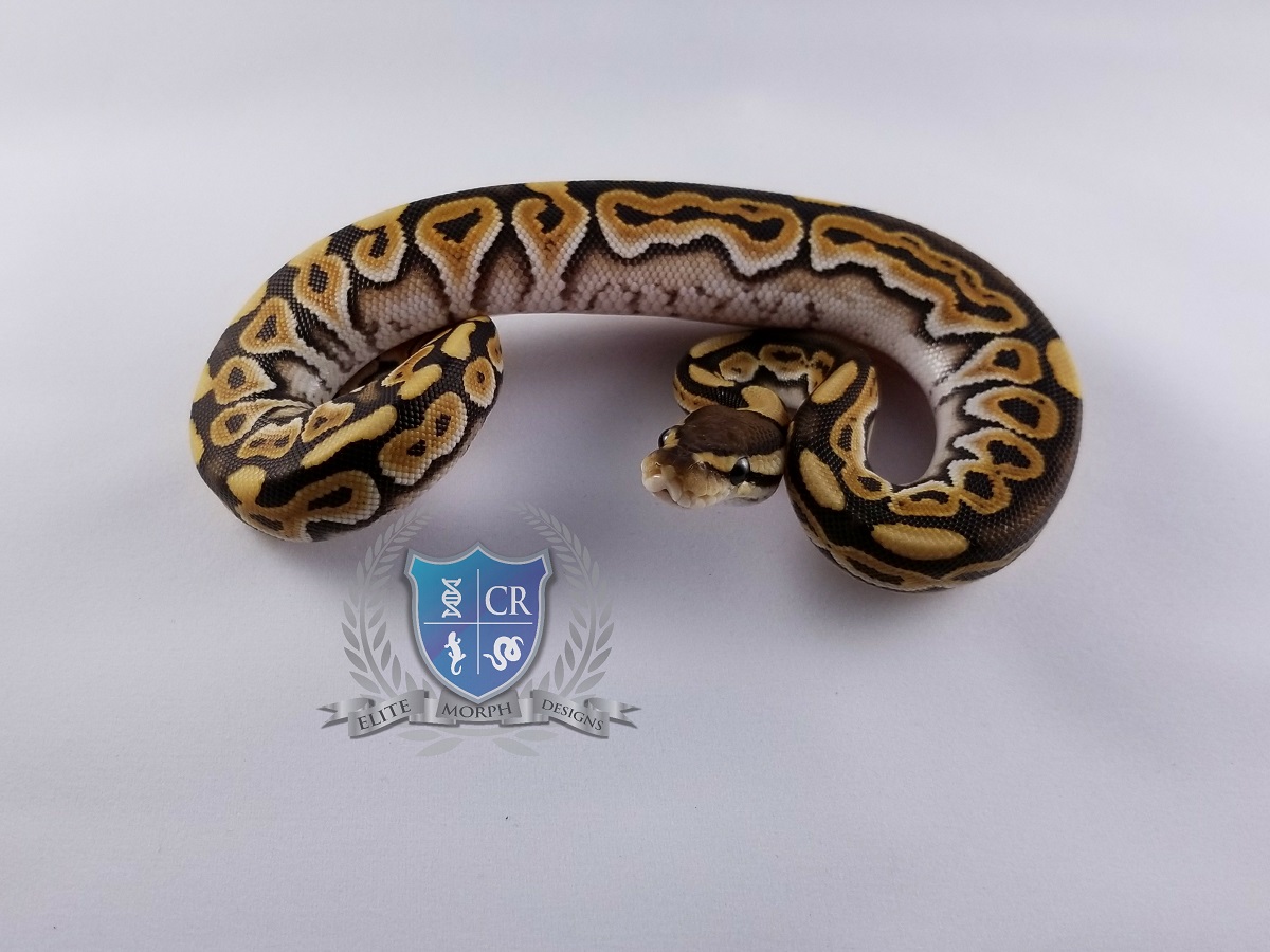 Morph List - World of Ball Pythons