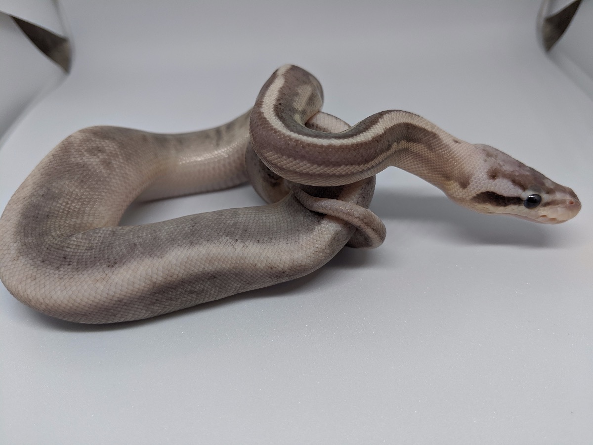 Morph List - World of Ball Pythons