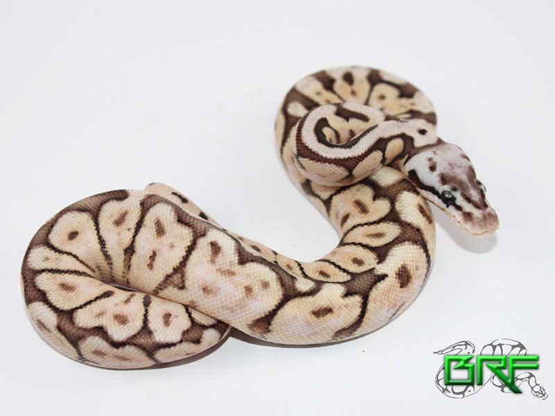 Morph List - World of Ball Pythons