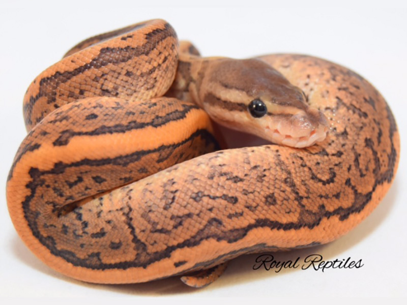 Morph List - World of Ball Pythons