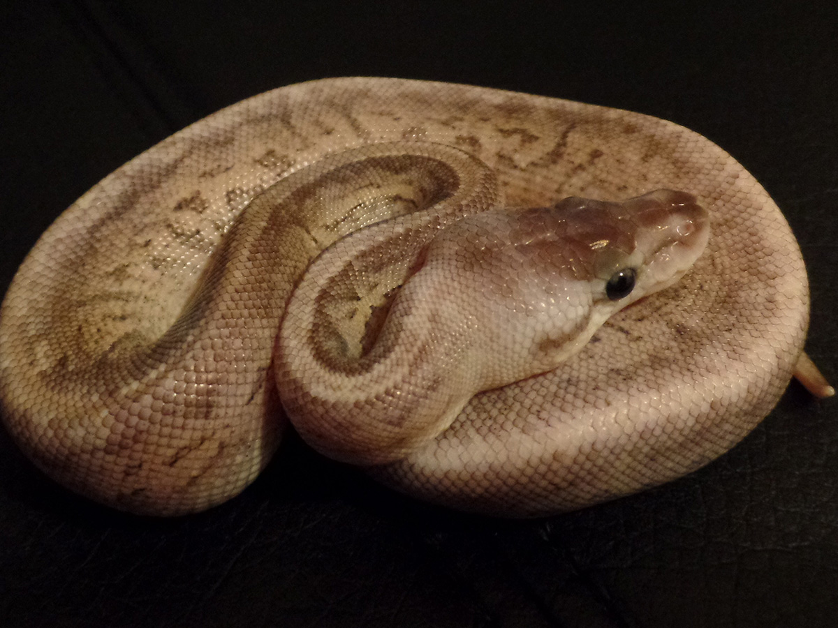 Morph List - World of Ball Pythons