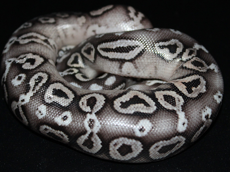 Morph List - World of Ball Pythons