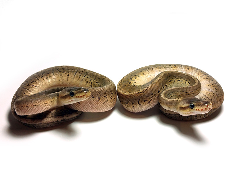 Morph List - World of Ball Pythons