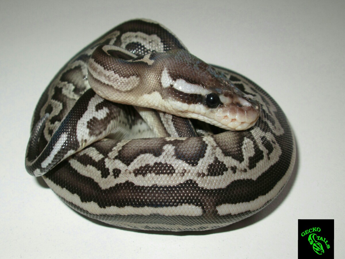 Morph List - World of Ball Pythons