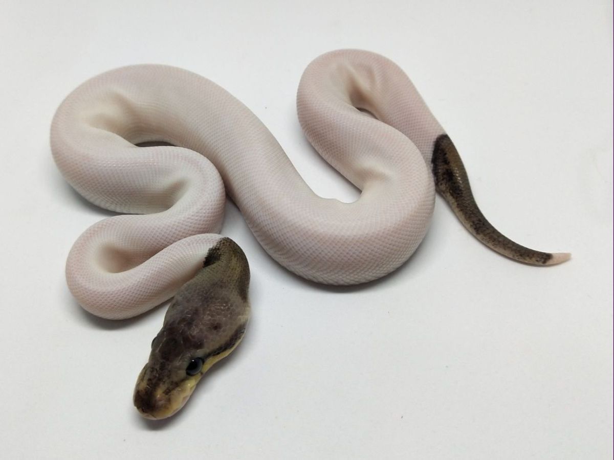Morph List - World of Ball Pythons Morph List - World of Ball Pythons
