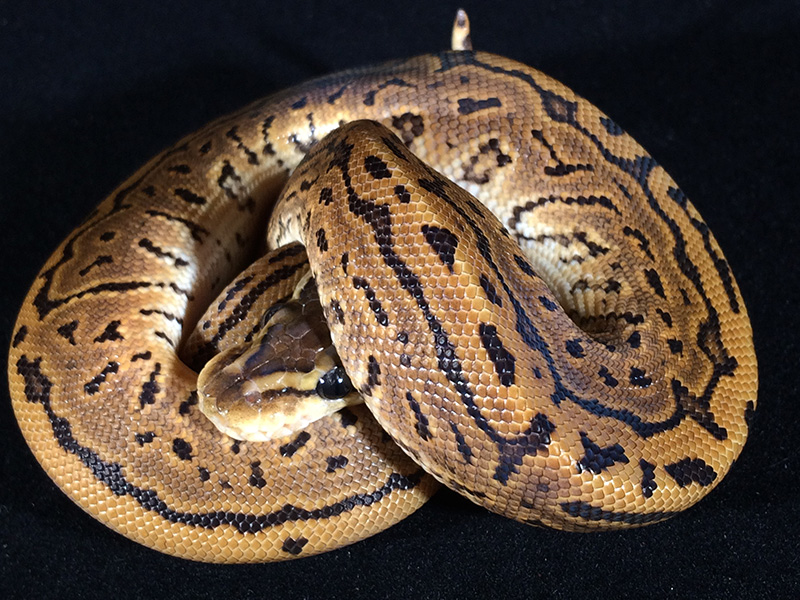 Black Pastel Leopard Pinstripe - Morph List - World of Ball Pythons