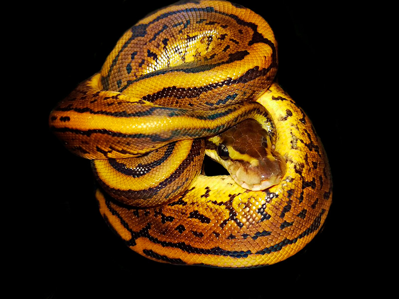 Morph List - World of Ball Pythons