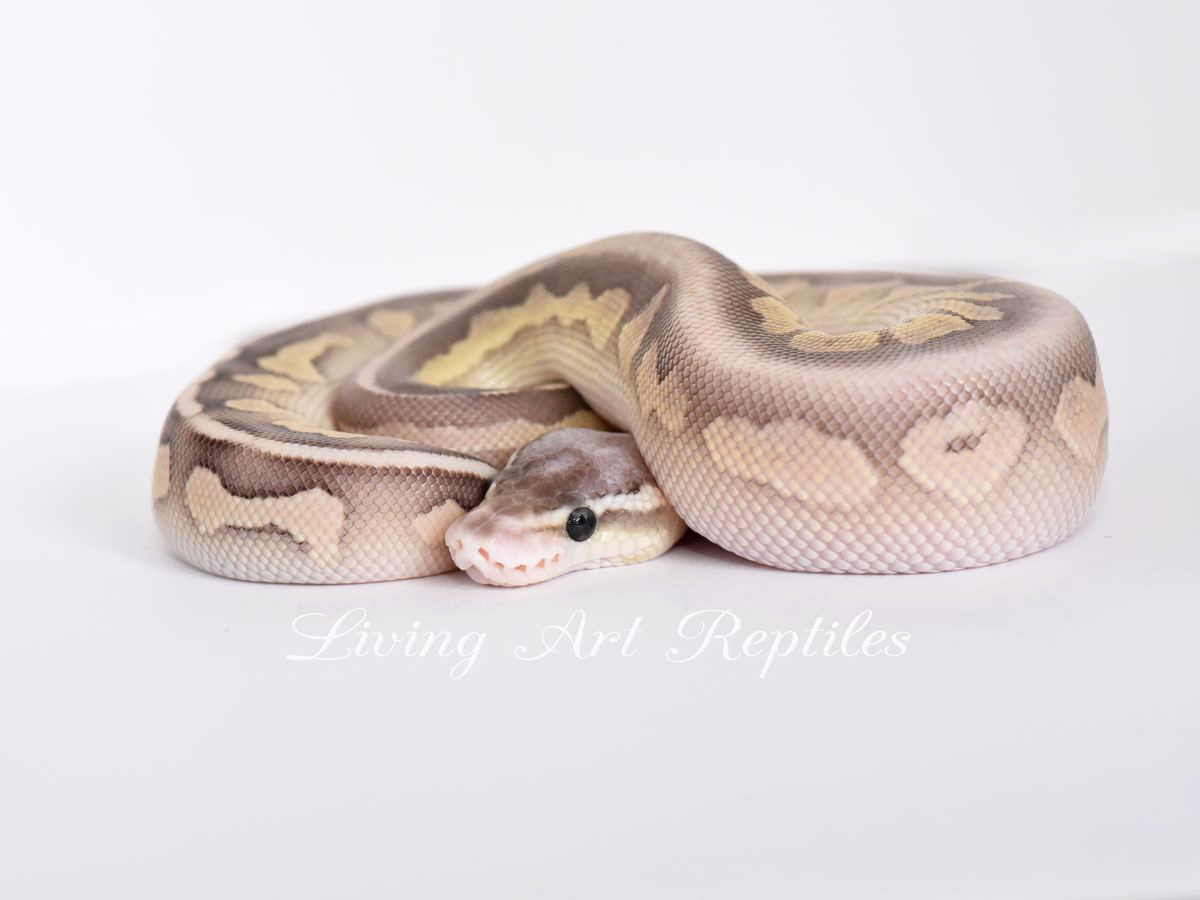 Morph List - World of Ball Pythons