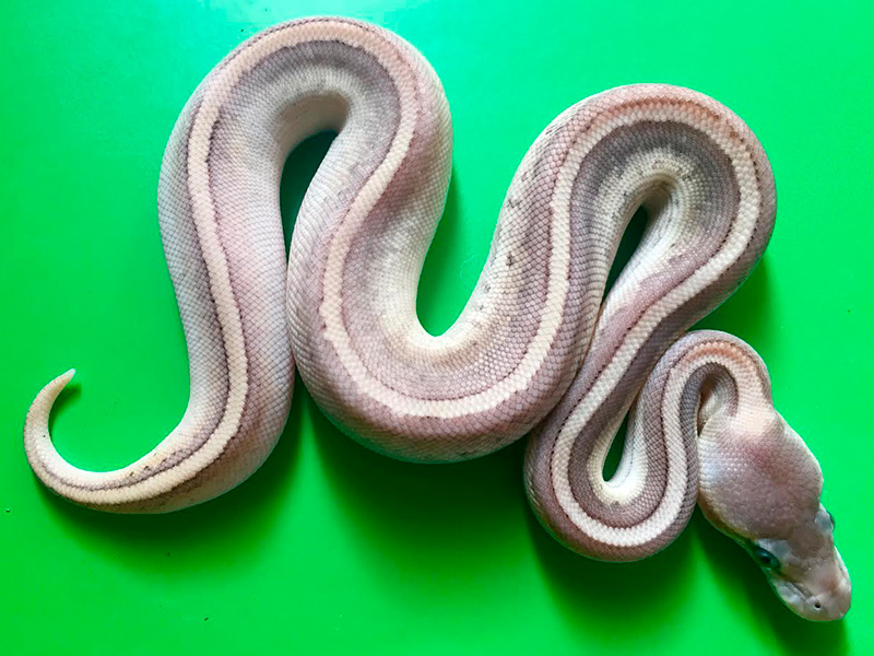 Morph List - World of Ball Pythons