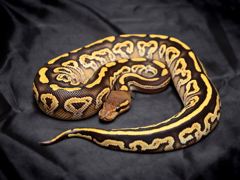 Morph List - World of Ball Pythons