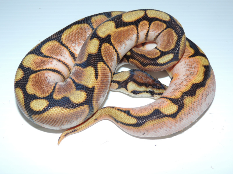 Morph List - World of Ball Pythons