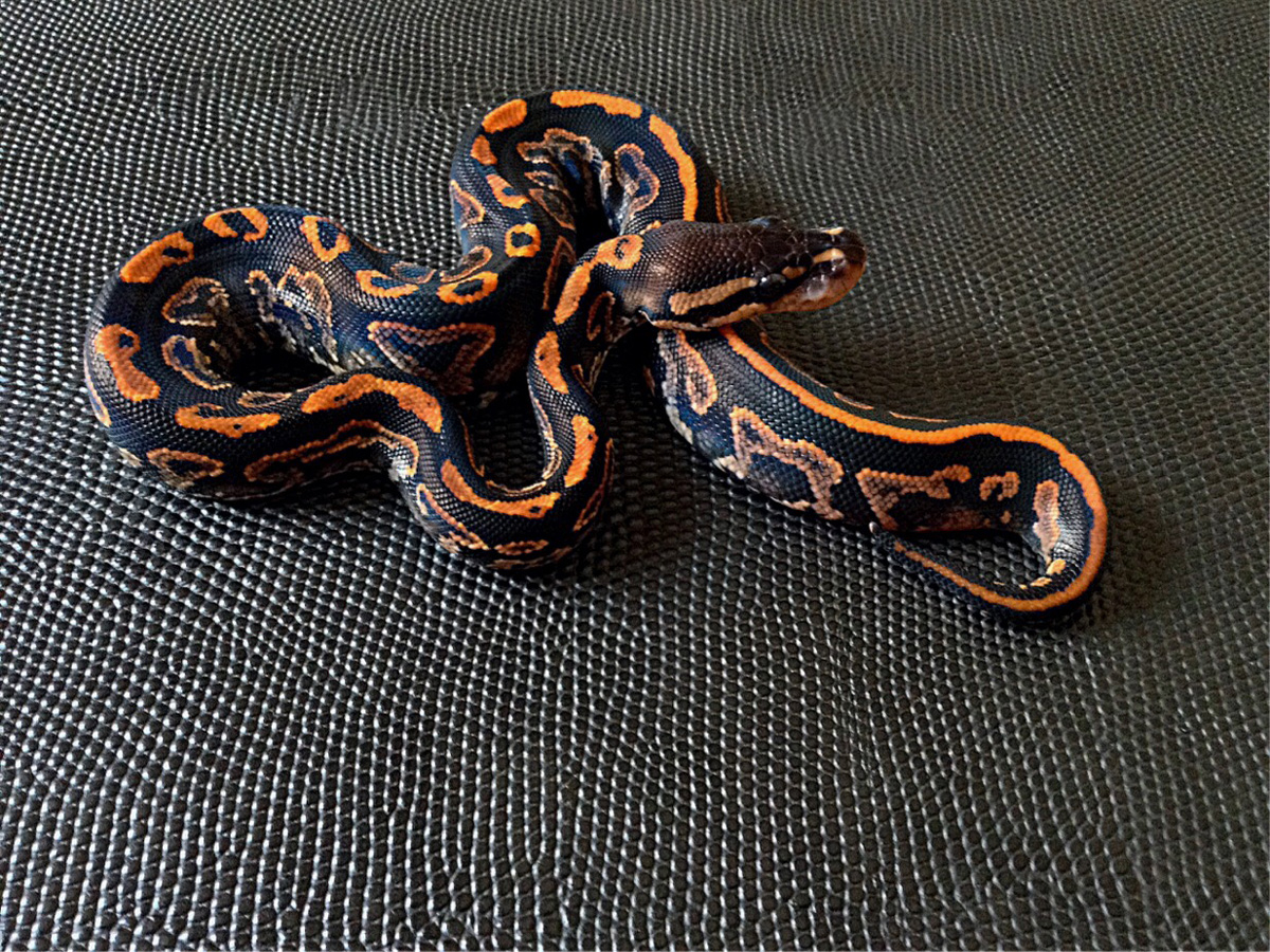 Morph List - World of Ball Pythons