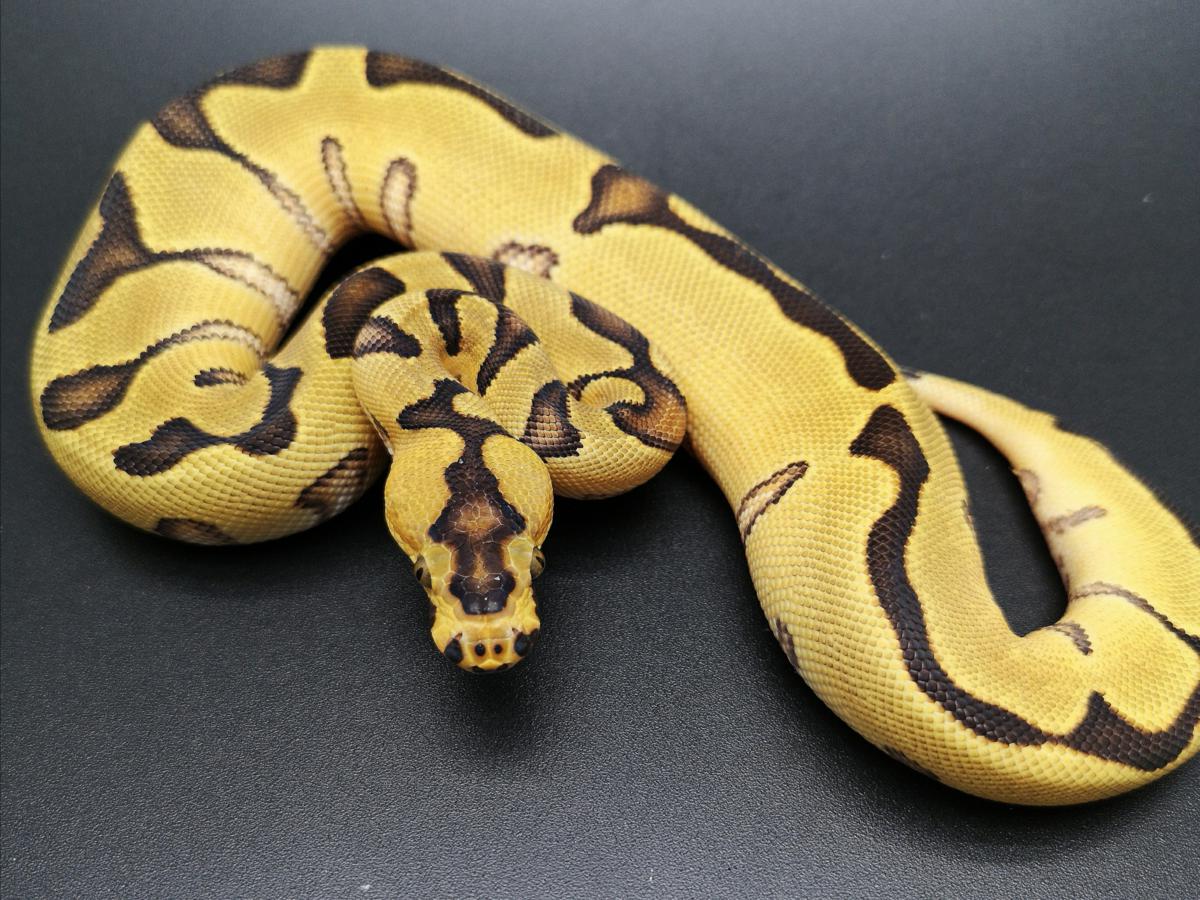 Morph List - World of Ball Pythons