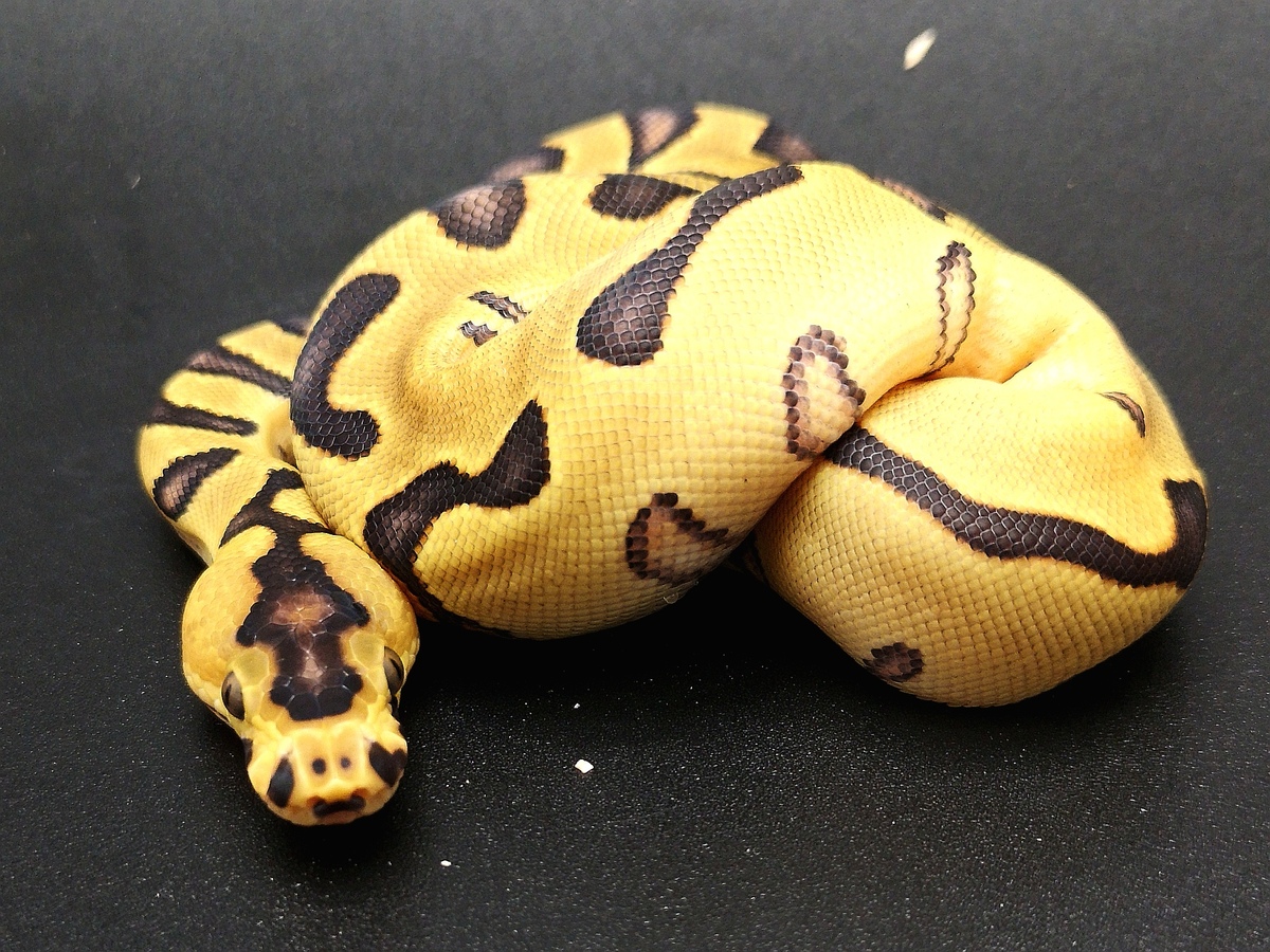 Morph List - World of Ball Pythons