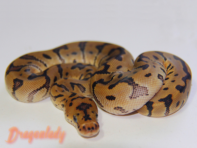 Morph List - World of Ball Pythons