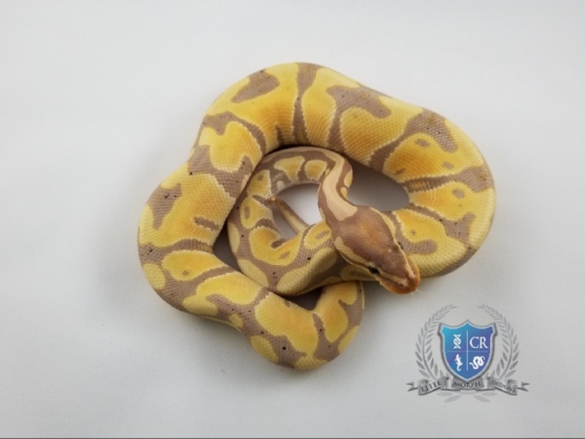 Morph List - World of Ball Pythons