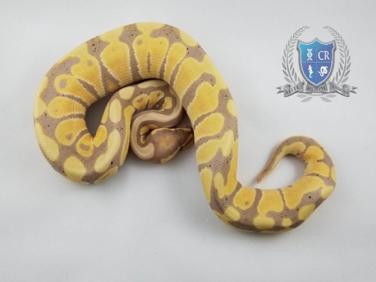 Morph List - World of Ball Pythons