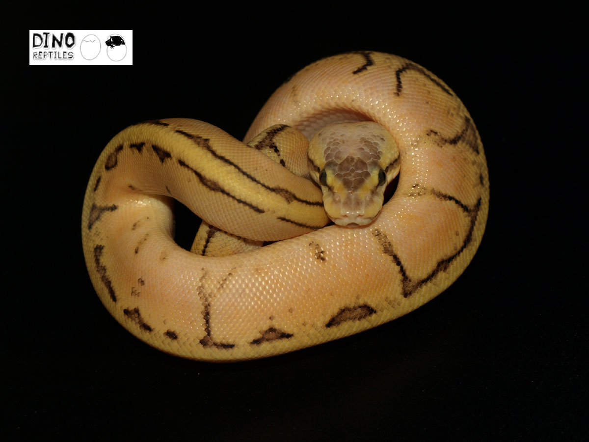 Morph List - World of Ball Pythons