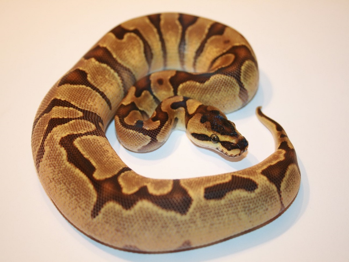 Morph List - World of Ball Pythons