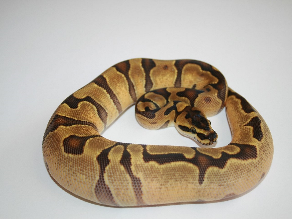 Morph List - World of Ball Pythons