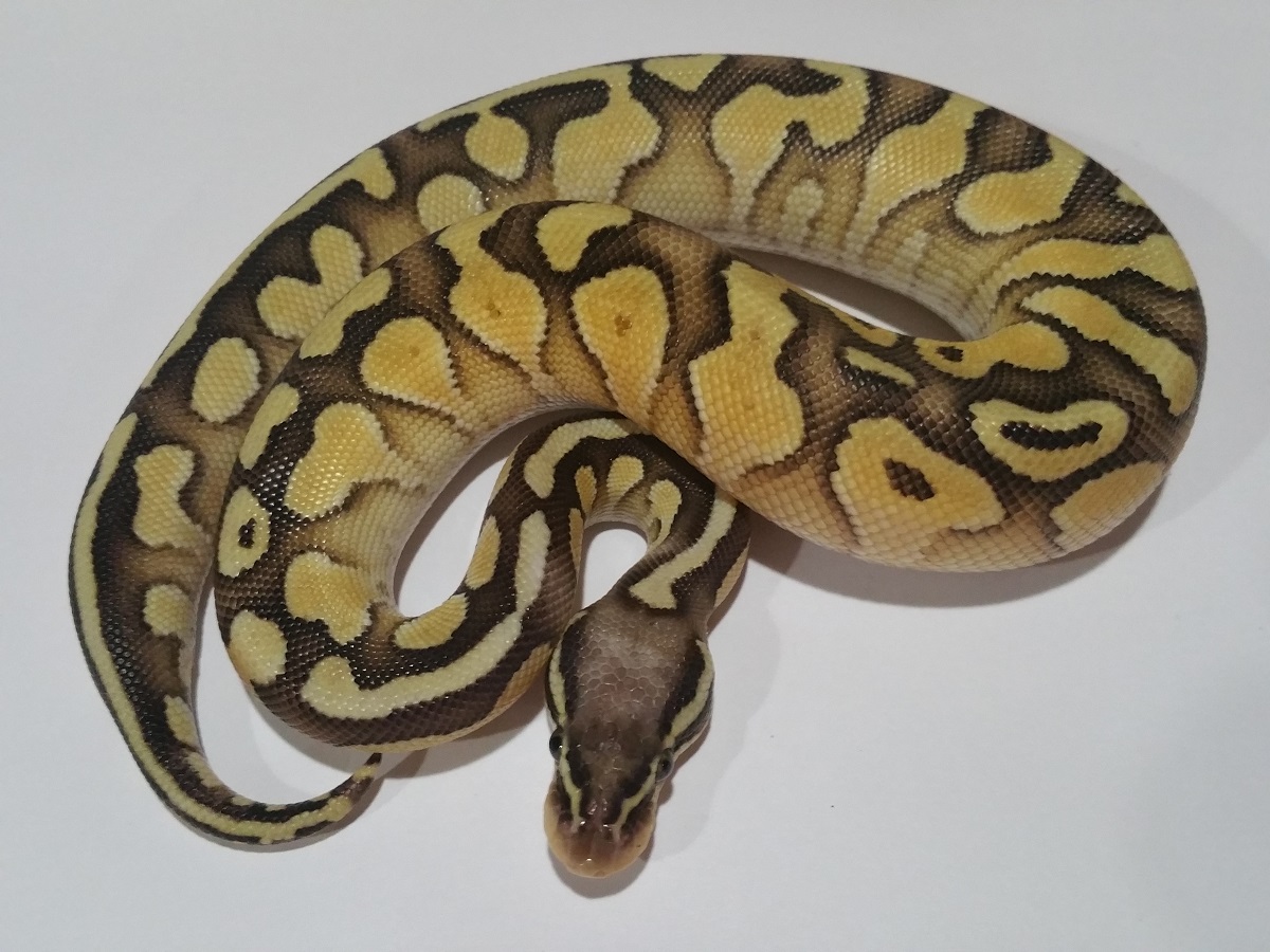 Morph List - World of Ball Pythons