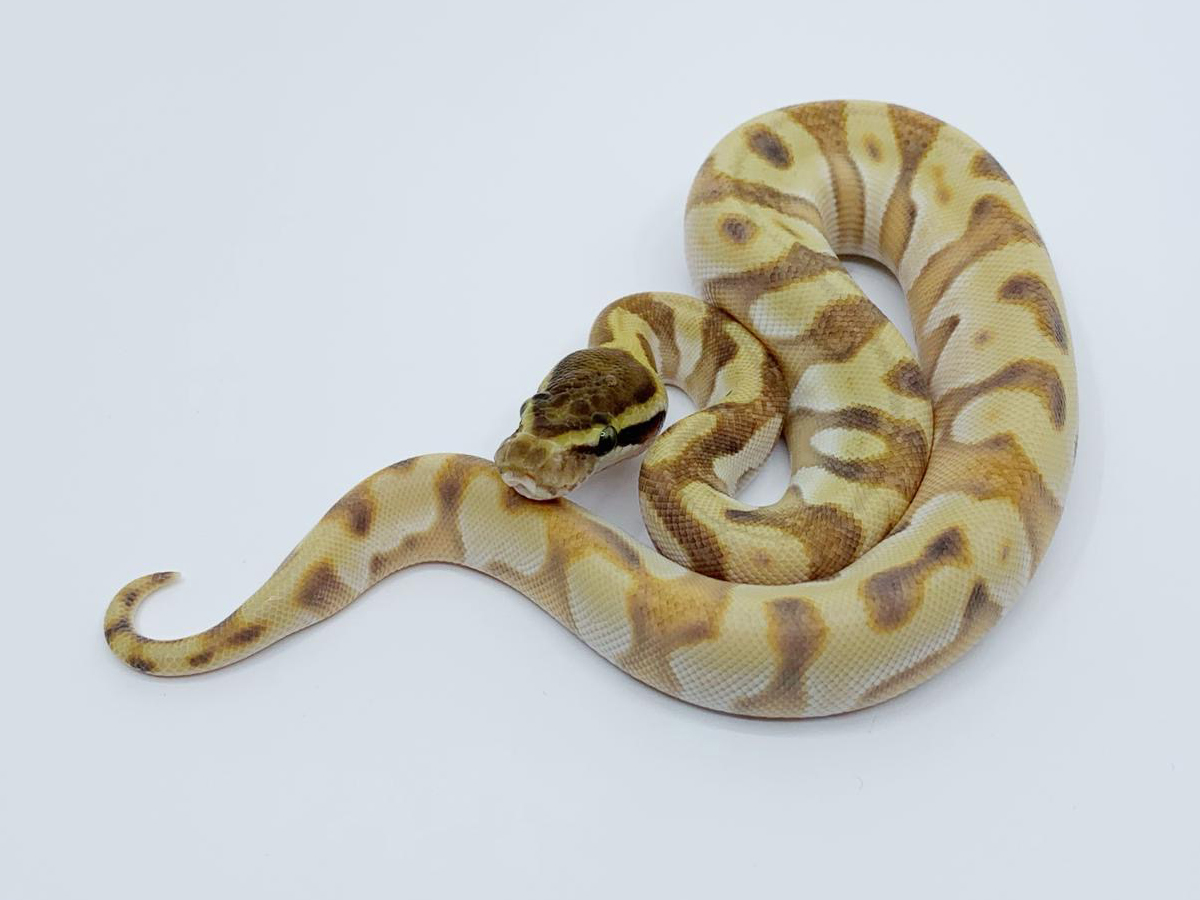 Morph List - World of Ball Pythons