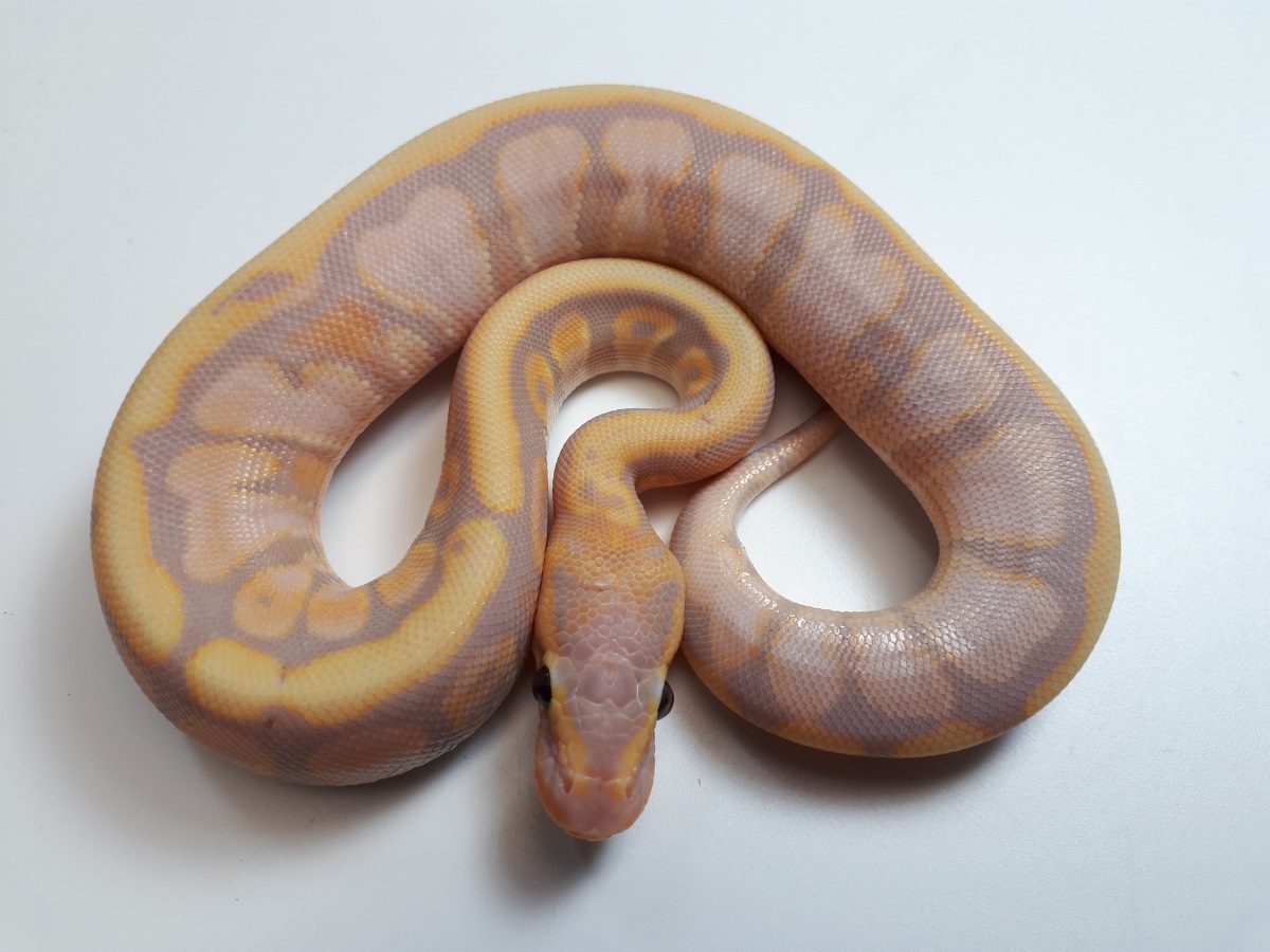 Morph List - World of Ball Pythons