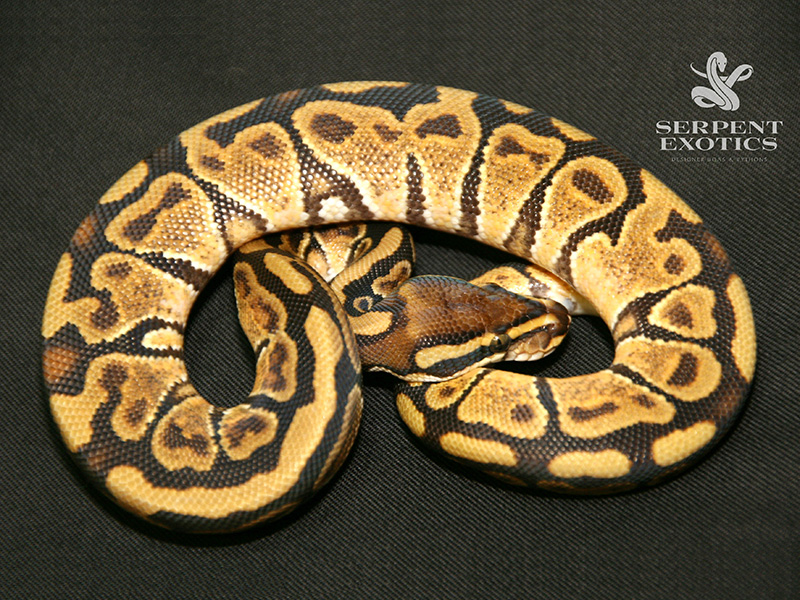 Morph List - World of Ball Pythons