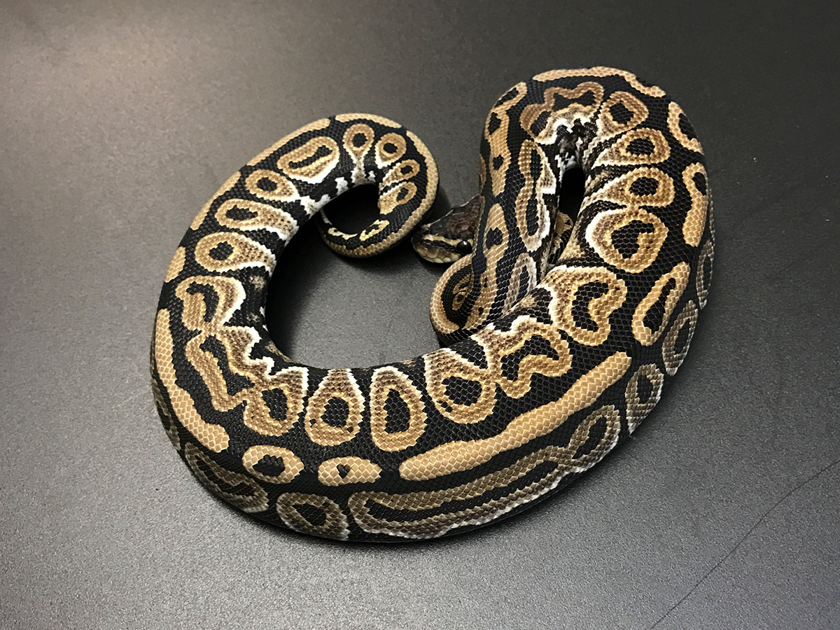 Morph List - World of Ball Pythons