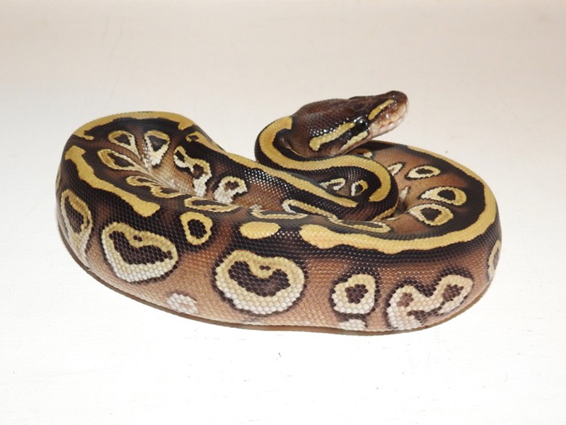 Morph List - World of Ball Pythons